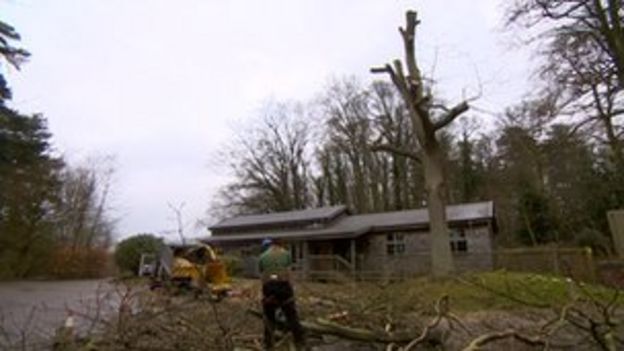 'Hitler's oak' at How Hill in Ludham cut back - BBC News