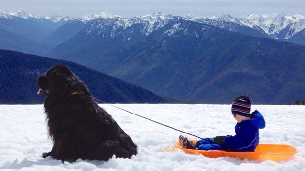 Pictures: Julian and his very big pet dog Max - BBC Newsround