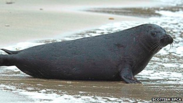 Rescued Aberdeen black seal pup released back into wild - BBC News
