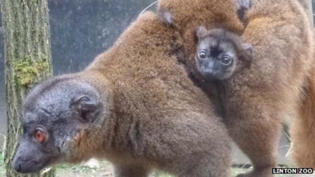 Linton Zoo celebrates rare white-collared lemur birth - BBC News