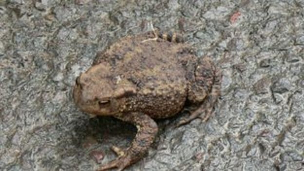 Monyash village common toads 'need crossing' - BBC News