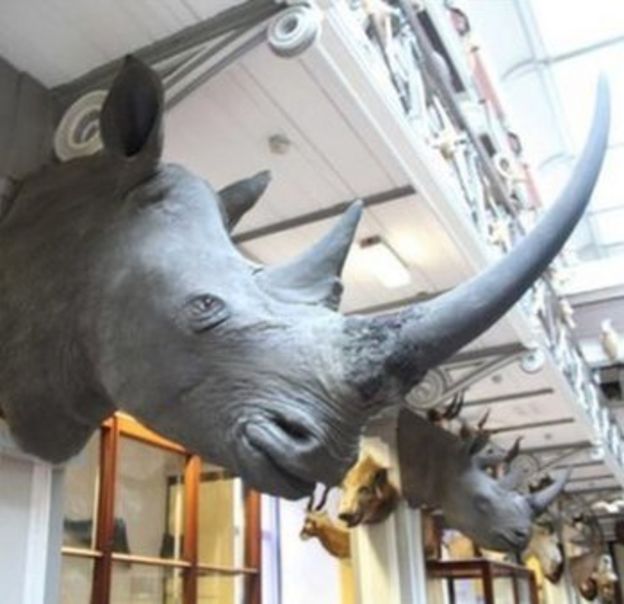 Rhino heads and horns worth £428,000 stolen from Irish museum - BBC News