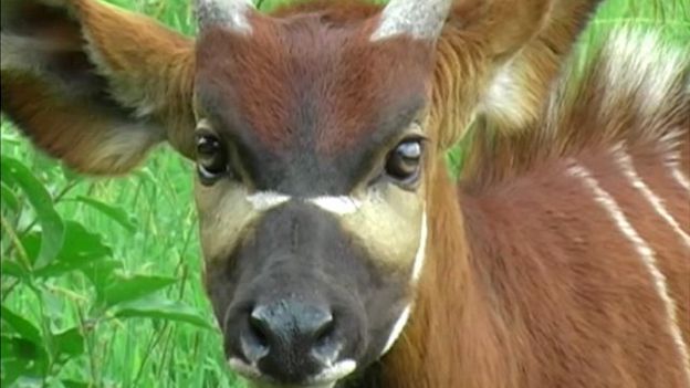 Critically-endangered mountain bongo born at Marwell Zoo - BBC News