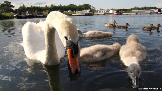 Wiltshire bird lovers asked for swan help by canal charity - BBC News