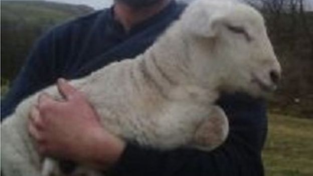 Large Lauder lamb could be Scottish record breaker - BBC News