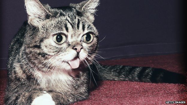Internet sensation cat Lil Bub makes film - BBC Newsround