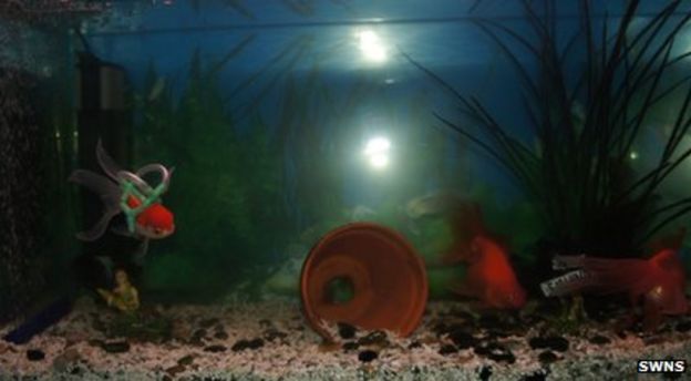 Einstein the fish gets inflatable fins - BBC Newsround