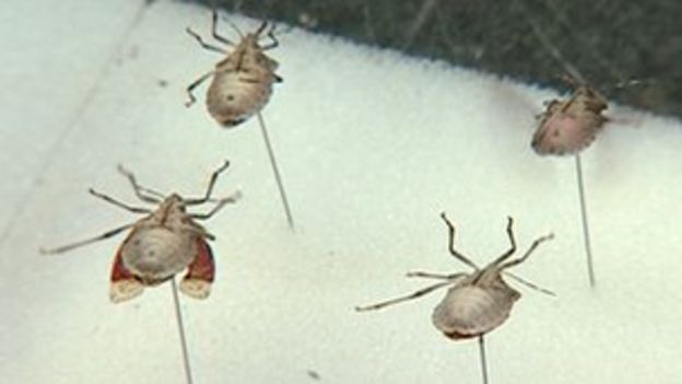 Stink bugs: the scientific battle against an insect invasion - BBC News