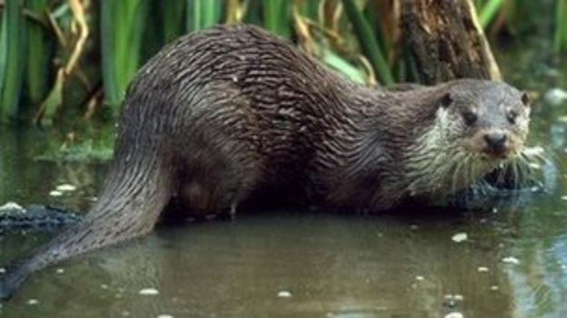County Durham otter population making 'natural' recovery - BBC News