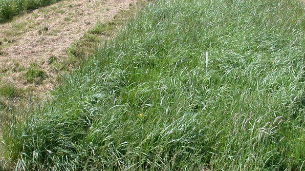 New grass could help 'reduce flooding', scientists say - BBC Newsround
