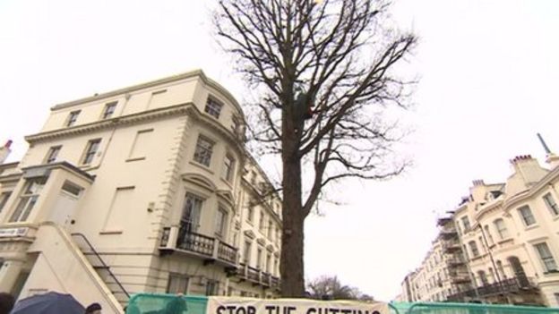 Threatened Brighton elm tree saved from axe - BBC News