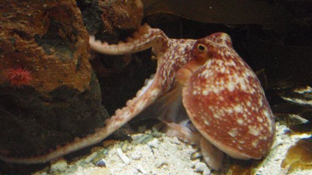 Octopus sightings surge in Cornwall waters - BBC News