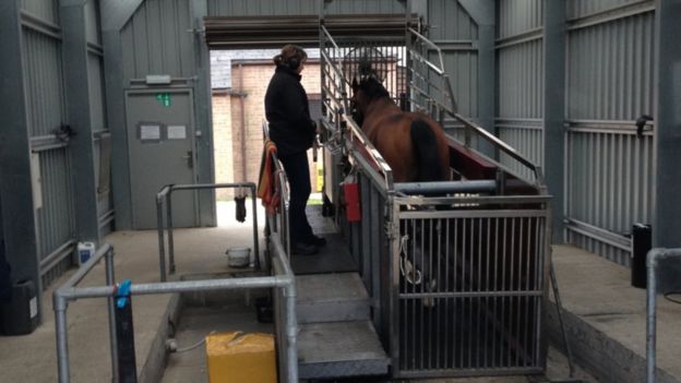Newmarket: Photos of the gallops, racecourse and stud - BBC Sport