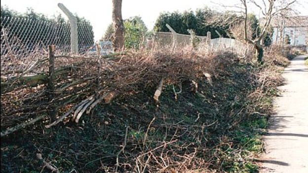 An '800-year-old' Bristol hedge is officially recognised - BBC News