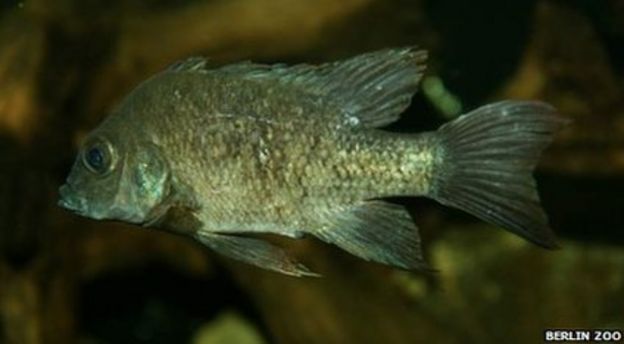 Search for a female mate to stop fish going extinct - BBC Newsround