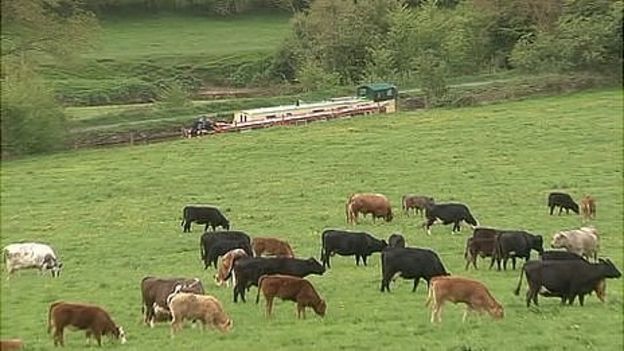 Wiltshire cow crush death scene 'chaotic' - BBC News