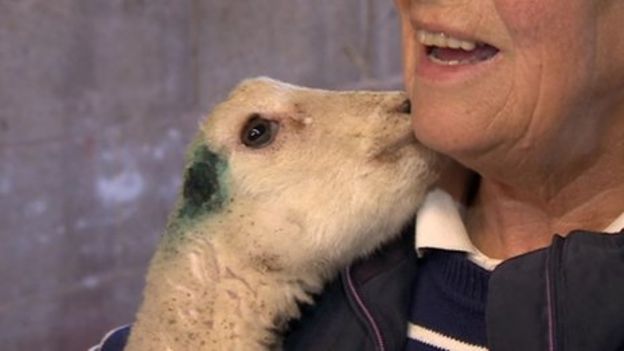 Lamb has ears cut off in attack on Nottinghamshire farm - BBC News