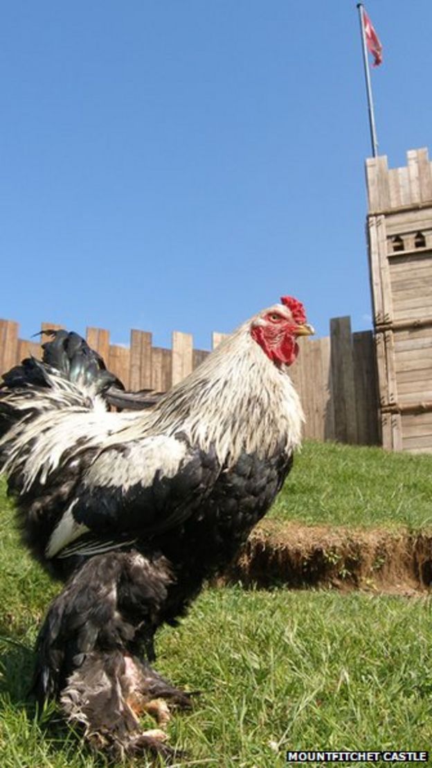 Essex cockerel in 'tallest' Guinness World Record bid - BBC News