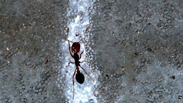 Ant studies to aid design of search and rescue robots - BBC News