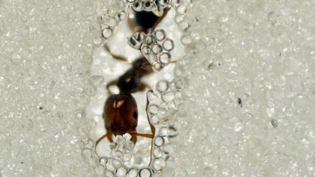 Ants in space grapple well with zero-g - BBC News