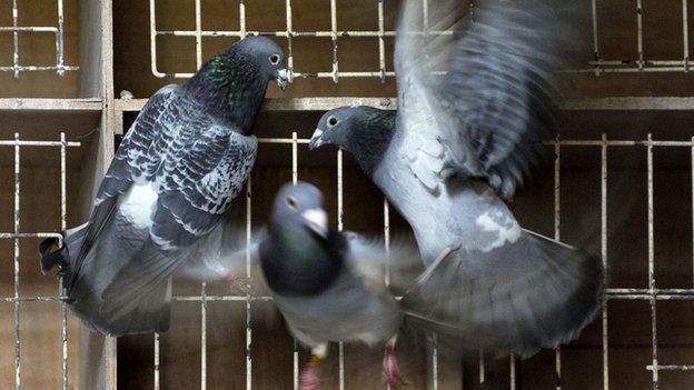 World record price paid for Belgian racing pigeon Bolt - BBC Newsround