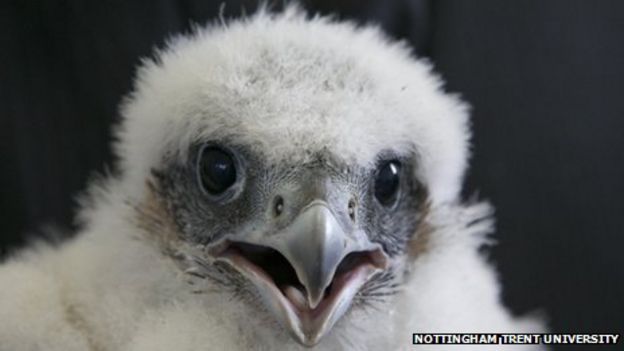 Three peregrine falcon chicks tagged in Nottingham - BBC News