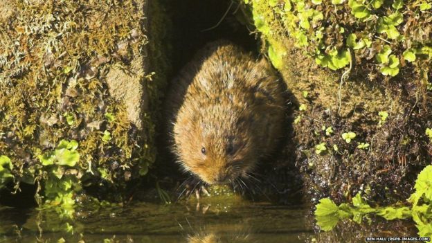 Pictures: Britain's most threatened species - BBC Newsround