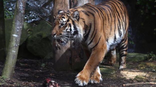Tiger maul victim's brother talks of "haunting terror" - BBC News