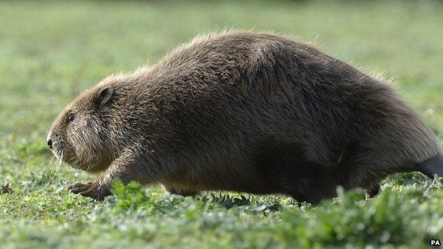 Beaver attacks on people increasing in Belarus - BBC Newsround