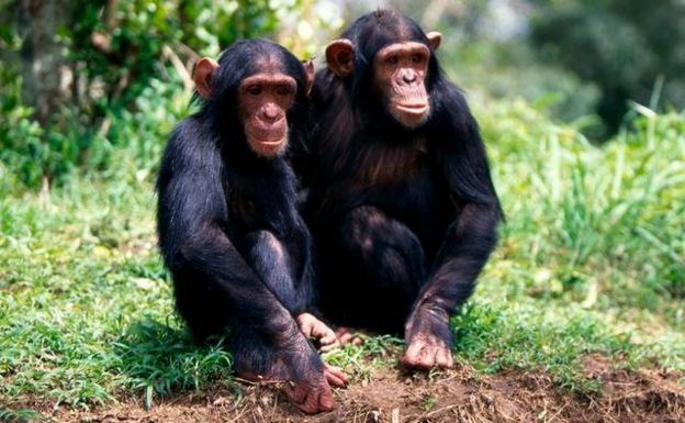 Ape tantrums: Chimps and bonobos emotional about choice - BBC News