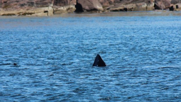 In pictures: Summer Isles' 'first' shark spotted - BBC News