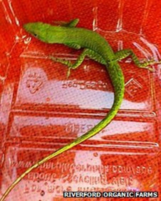 Caribbean lizard found in banana box in Devon - BBC News