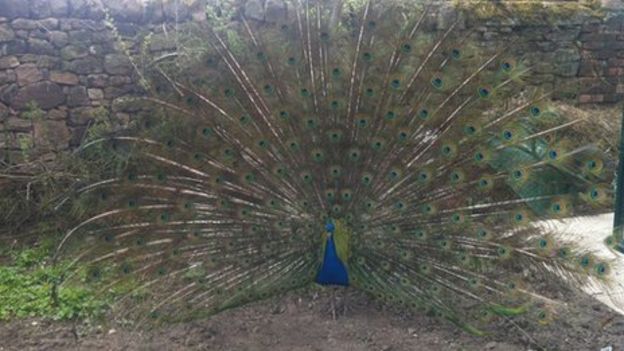 Derbyshire villagers search for peacock's owner - BBC News