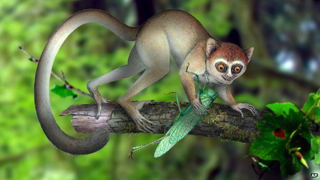 Ancient primate fossil shows human ancestors were tiny - BBC Newsround
