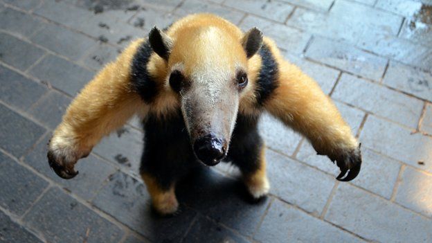 Anteater assigned 'guide-human' - BBC Newsround