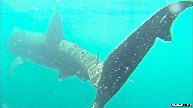 Isle of Man researchers deploy first basking shark tags - BBC News