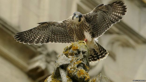 In pictures: Norwich Cathedral peregrine falcons - BBC News