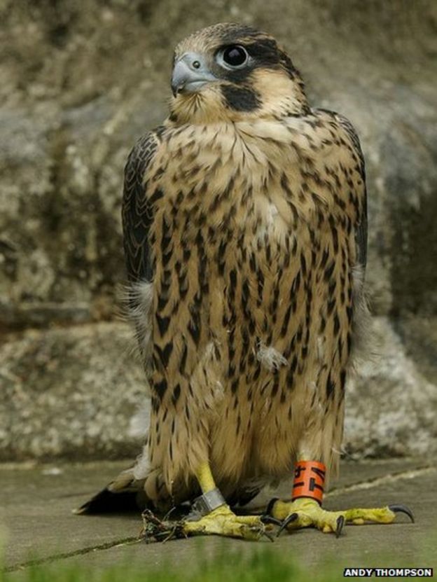 In pictures: Norwich Cathedral peregrine falcons - BBC News