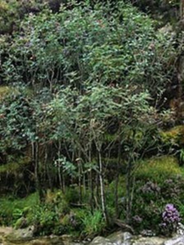 Scientists saving 'the giant panda' of the tree world - BBC News