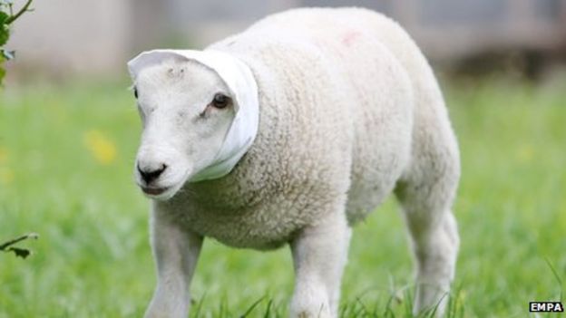 Gotham attack victim lamb wears a hat to help his recovery - BBC News