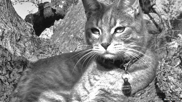 Secret life of the cat: Your feline tales - BBC News