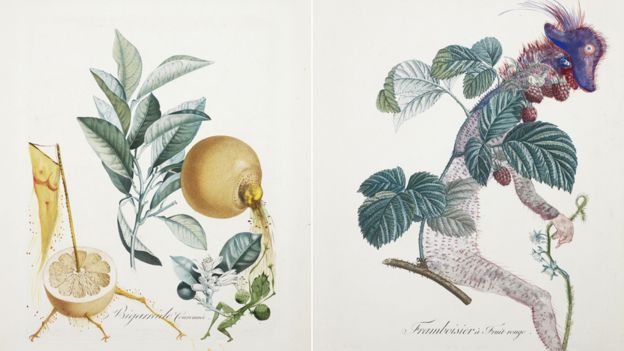 In pictures: Salvador Dali fruit watercolours - BBC News