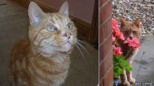 Secret life of the cat: Your feline tales - BBC News