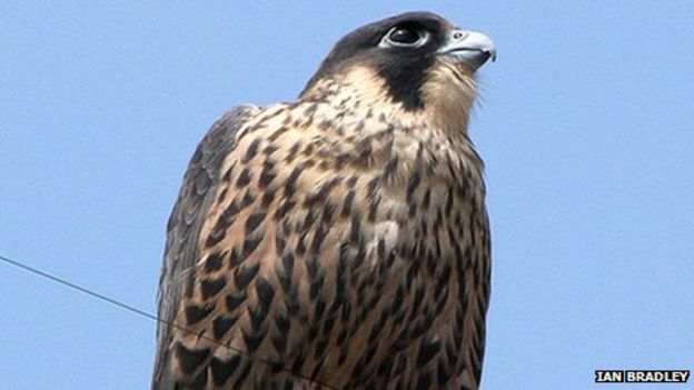 Derby Cathedral peregrine falcon takes first flight - BBC News