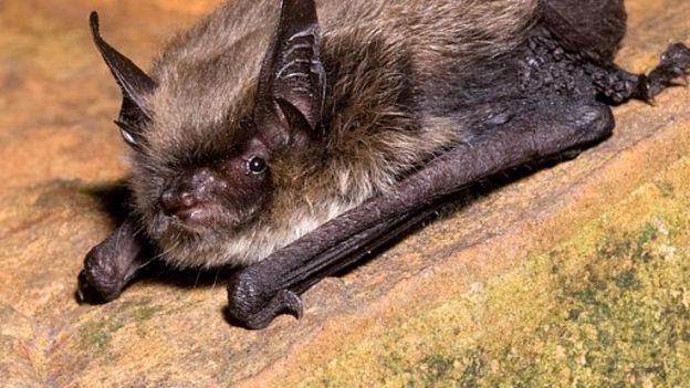 Rare tiny bat discovered in caves in Wiltshire - BBC News