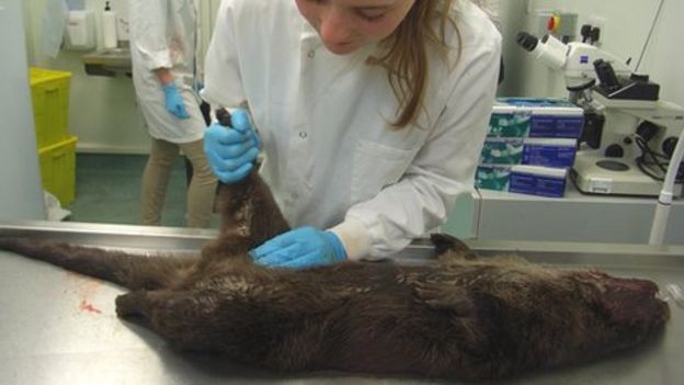 Cardiff University Otter Project under threat after funds pulled - BBC News
