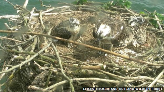 Osprey project on Rutland Water enjoys 'record year' - BBC News