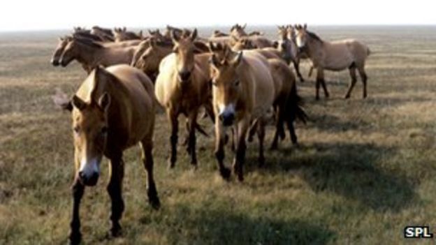 Ancient horse bone yields oldest DNA sequence - BBC News