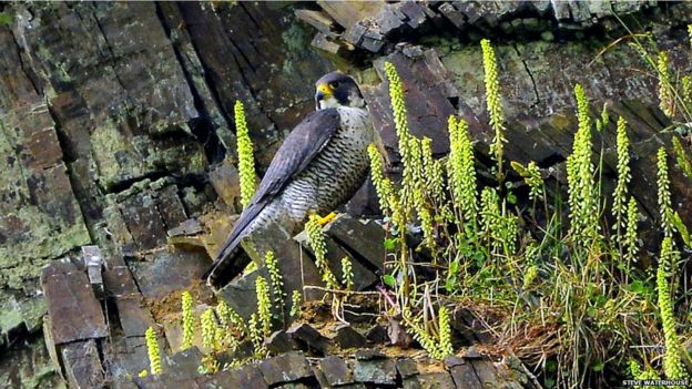 Peregrine falcons fledge at Plymbridge Woods - BBC News