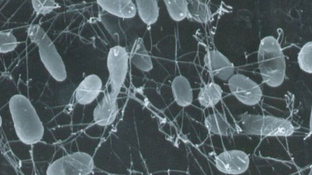 Scientists revive 100 million-year-old microbes from the sea - BBC News